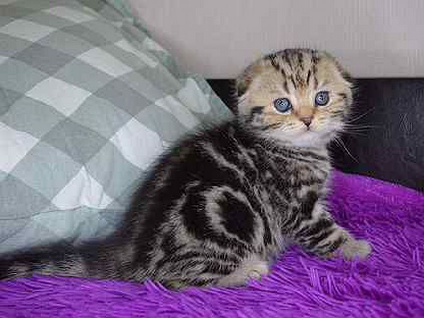 Шотландская кошечка мраморная