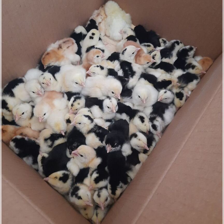 Цыплята ливенские