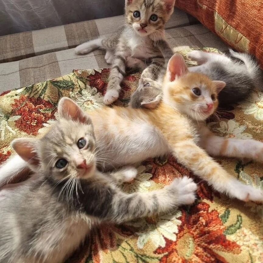 Котёнок в добрые руки