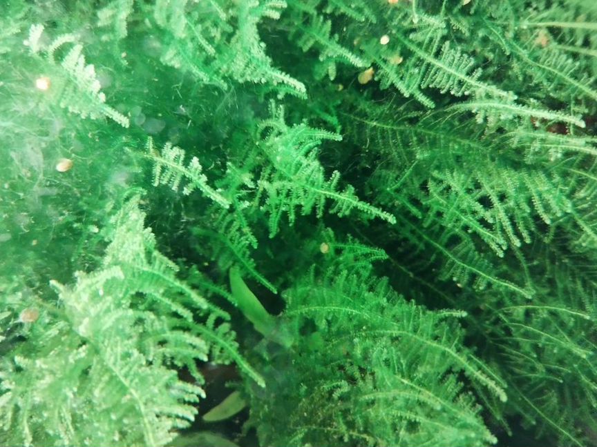 Яванский мох