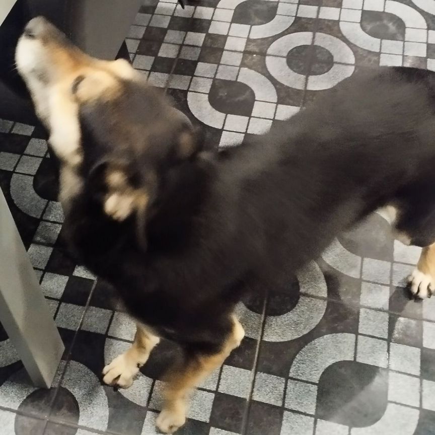 Немецкая овчарка, взрослая собака