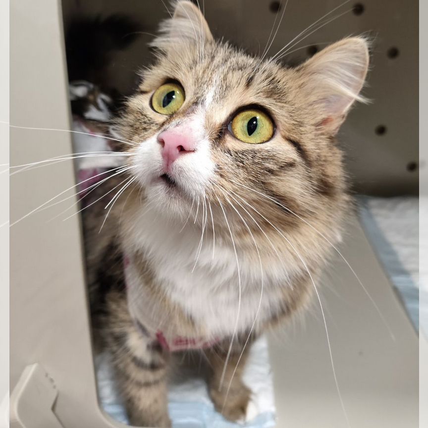 Сибирская кошка, взрослая