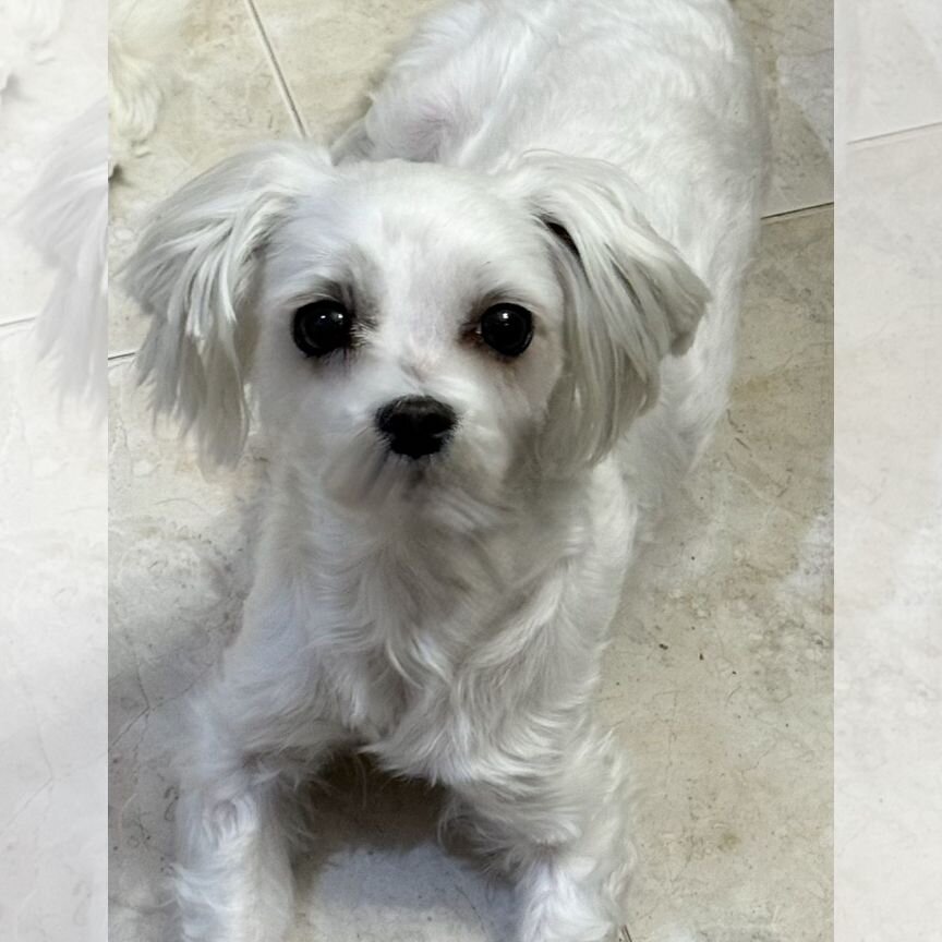 Мальтийская болонка, взрослая собака