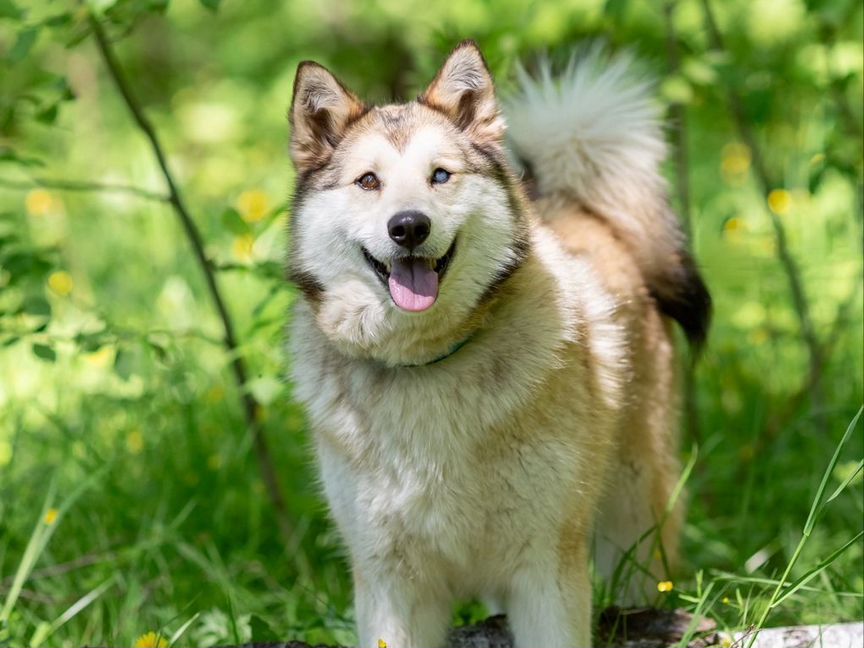 Идеальная лайка (метис) Альба