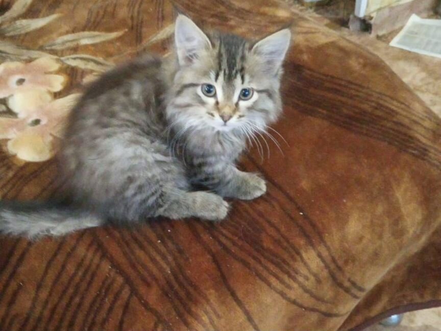 Котята в добрые руки бесплатно