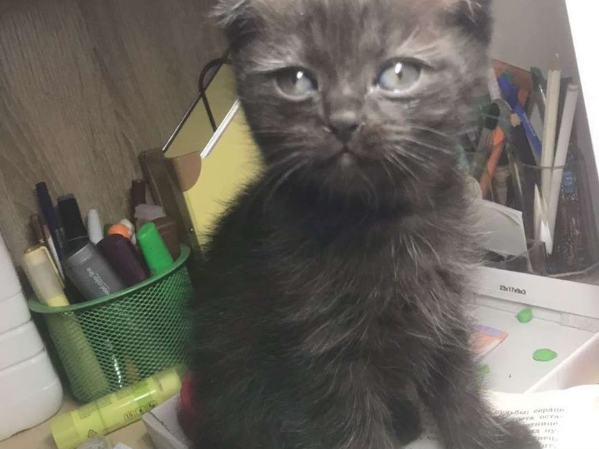 Шотландские вислоухие котята