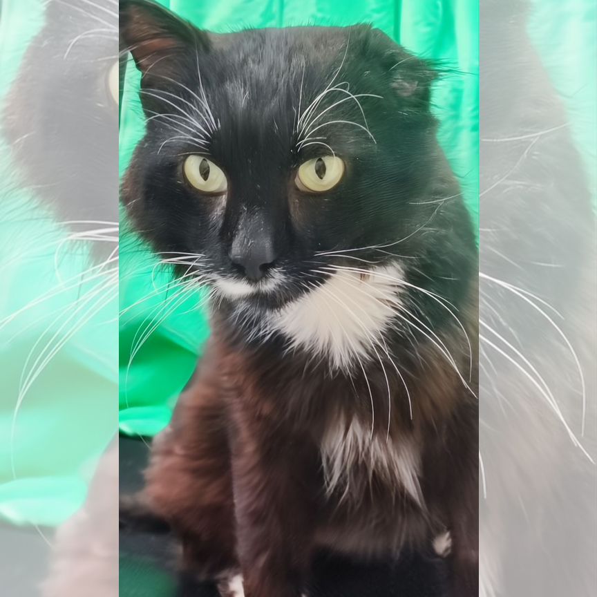 Котик ищет дом