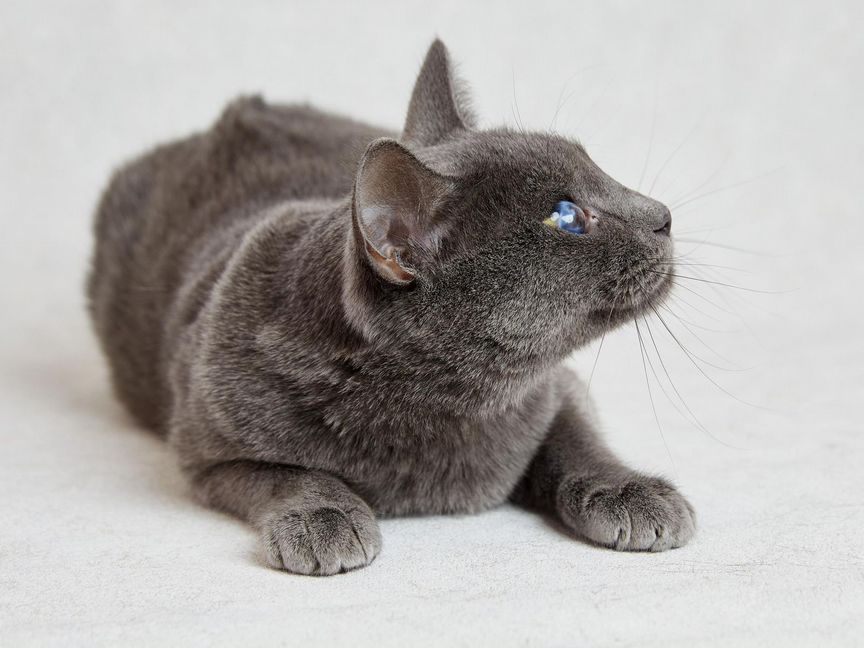 Гриша, котик - пиратик