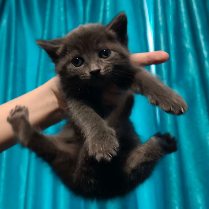 Котята