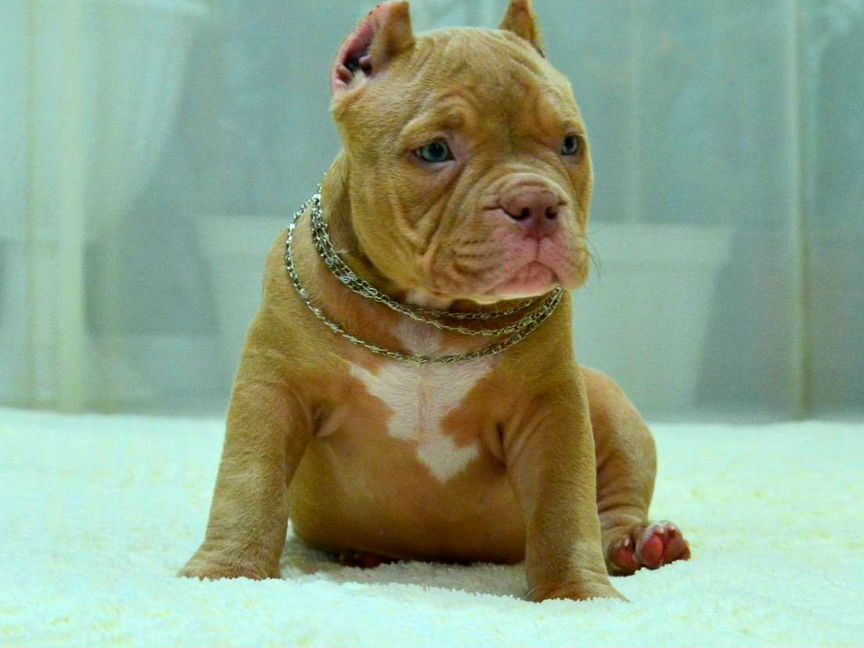 Щенок Американский булли