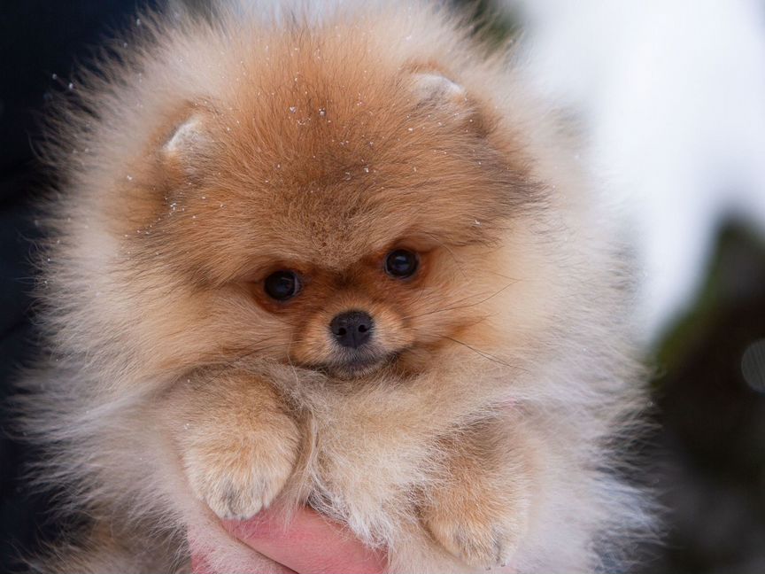 Померанский шпиц (девочка)