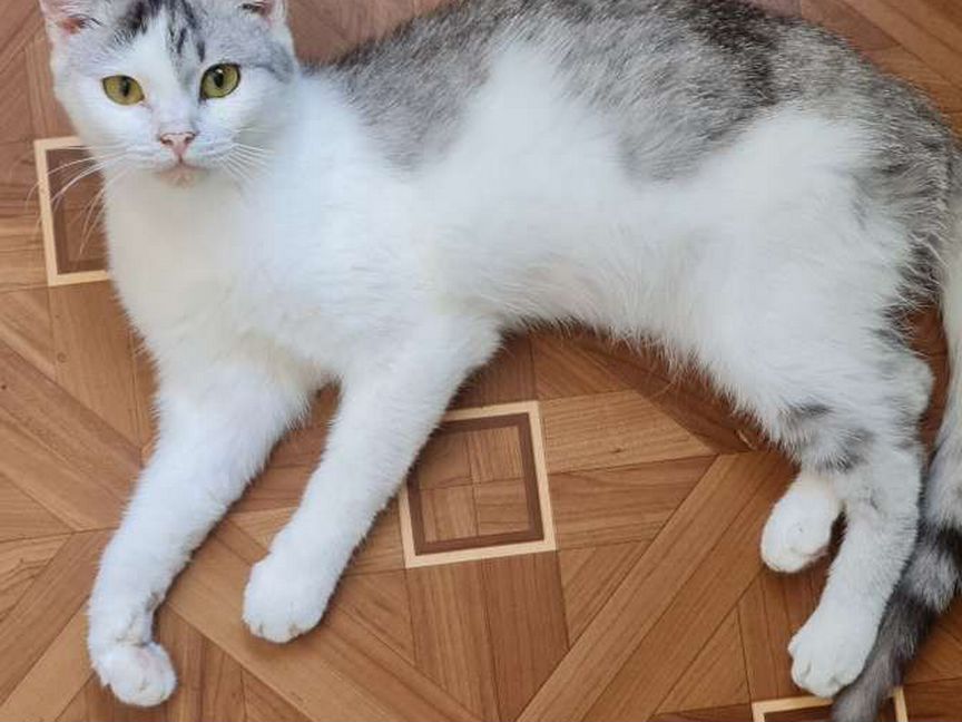 Котик 6 месяцев в добрые руки