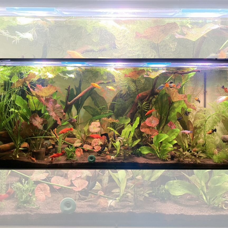 Эхинодорусы