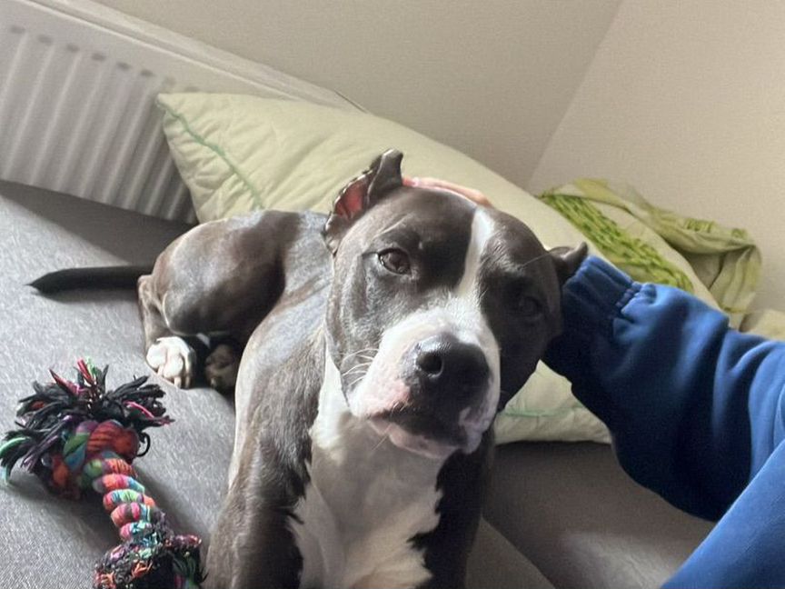 Собака в добрые руки питбуль