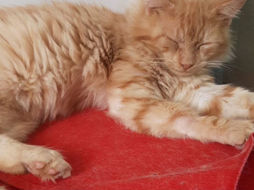 Котик подросток