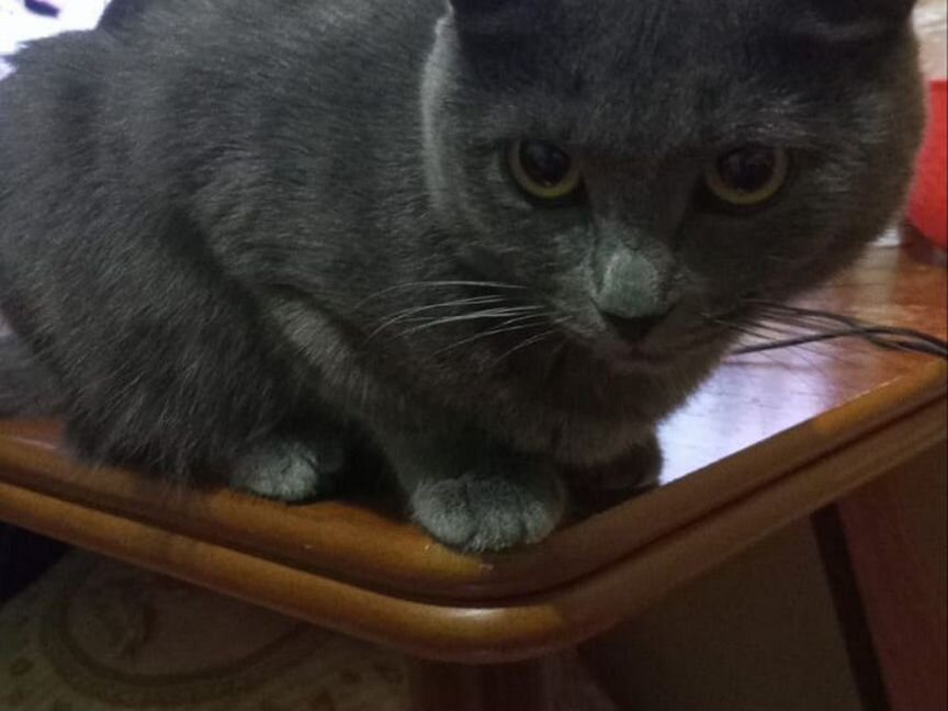 Кошка британка