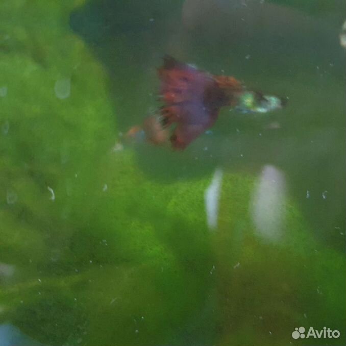 Гуппи слоновьи ушки