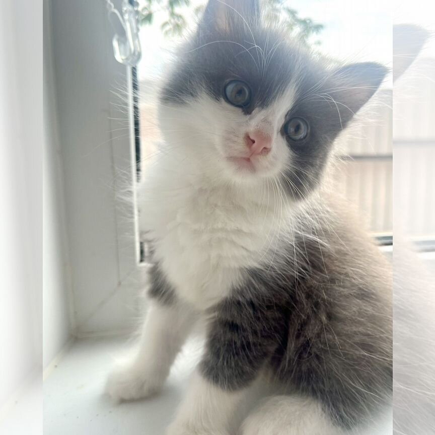 Отдам котенка в добрые руки