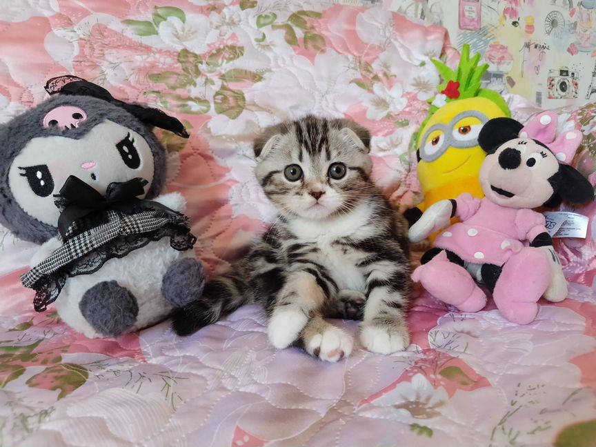 Шотландская вислоухая красавица