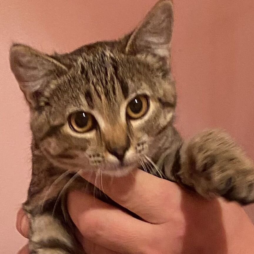 Котенок