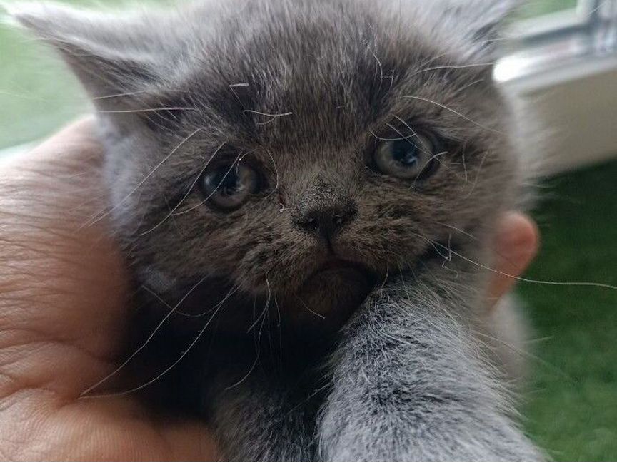 Голубой британец девочка