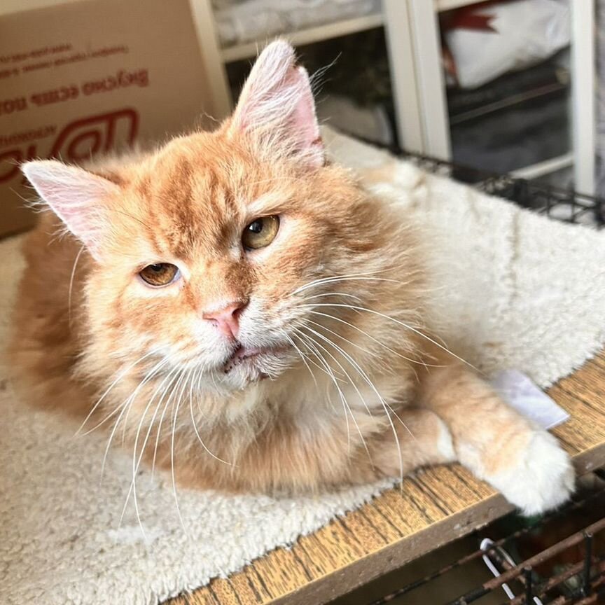 Взрослый кот в добрые руки