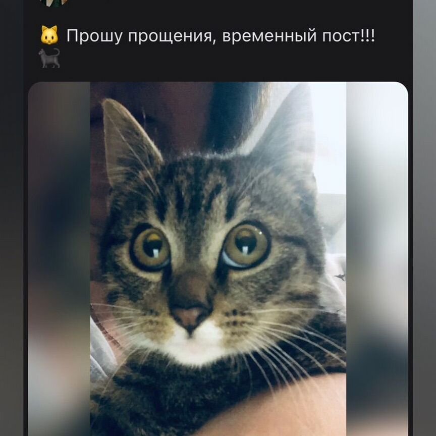 Кошка в дар