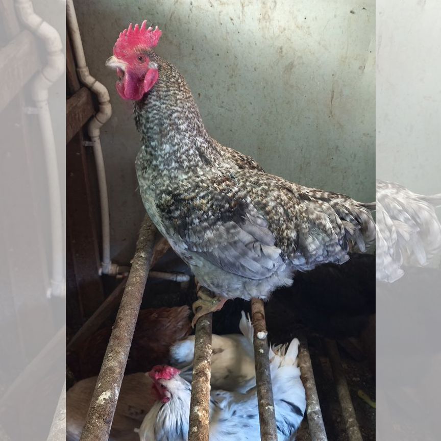 Продам семью куриц