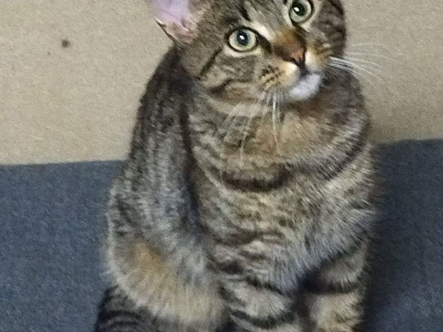 Котёнок в дар, 6 месяцев, приучен к лотку