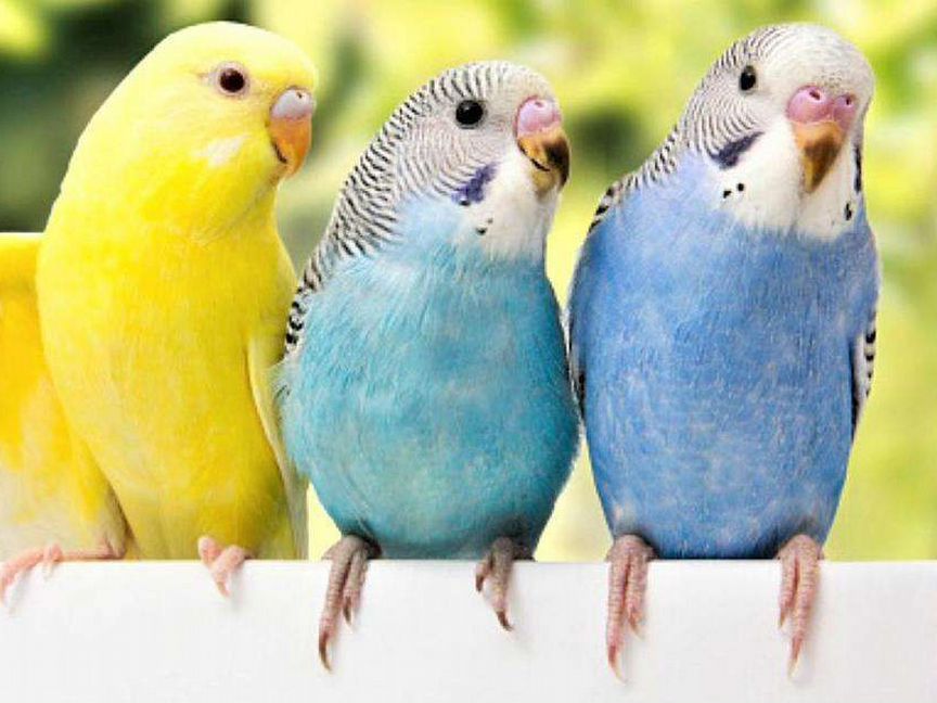 Продаю волнистых попугаев и розелл