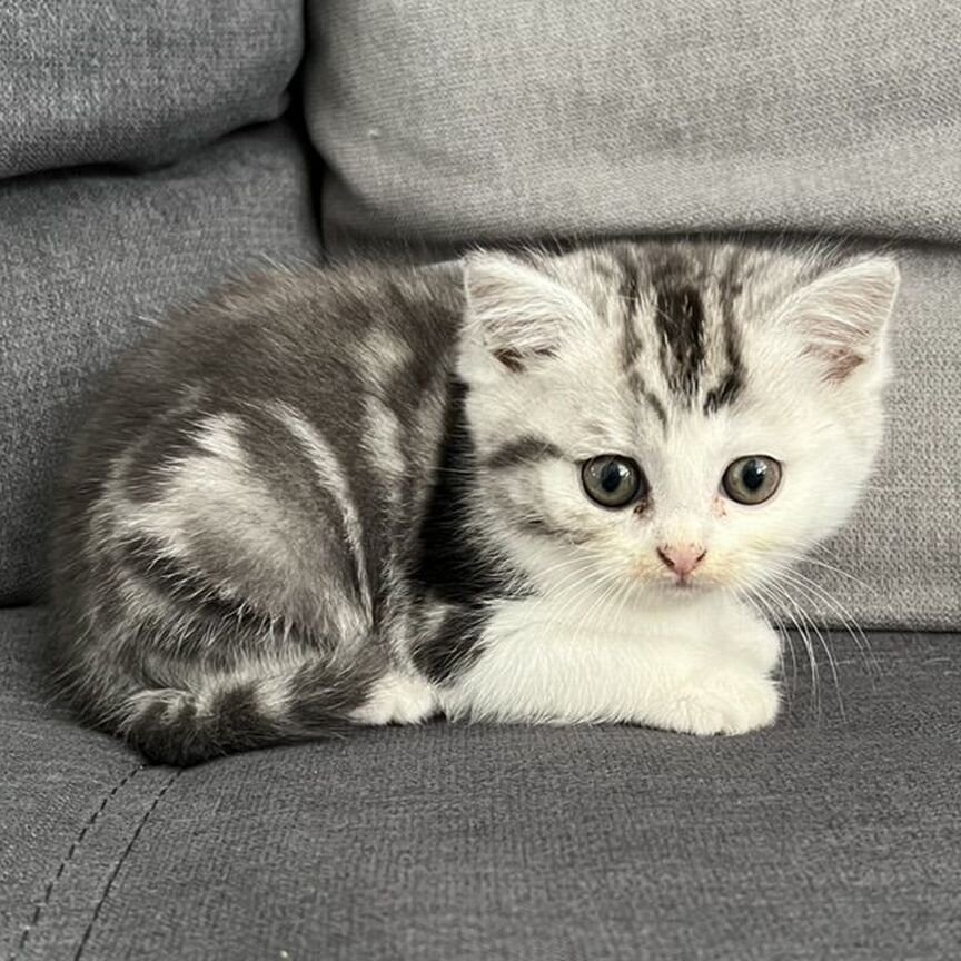 Шотландские котята