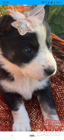 Щенки хаски