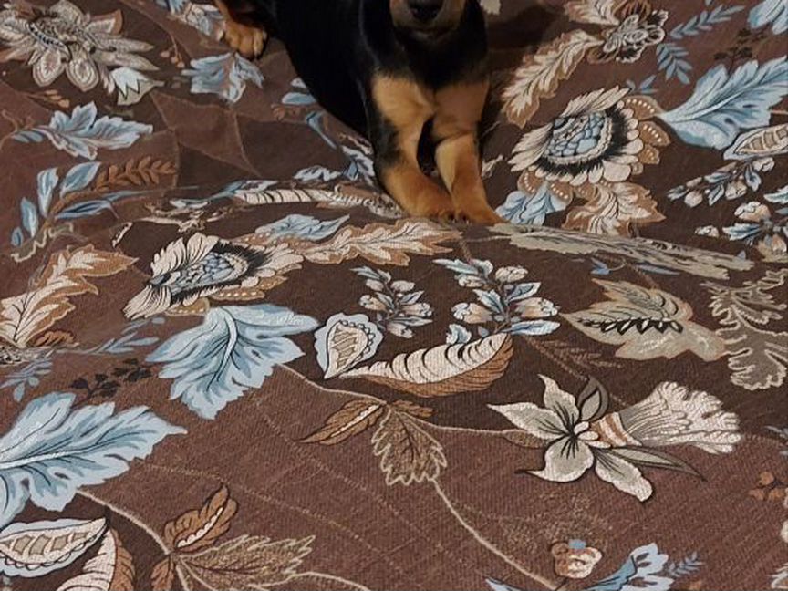 Отдам в хорошие руки бесплатно щеночка