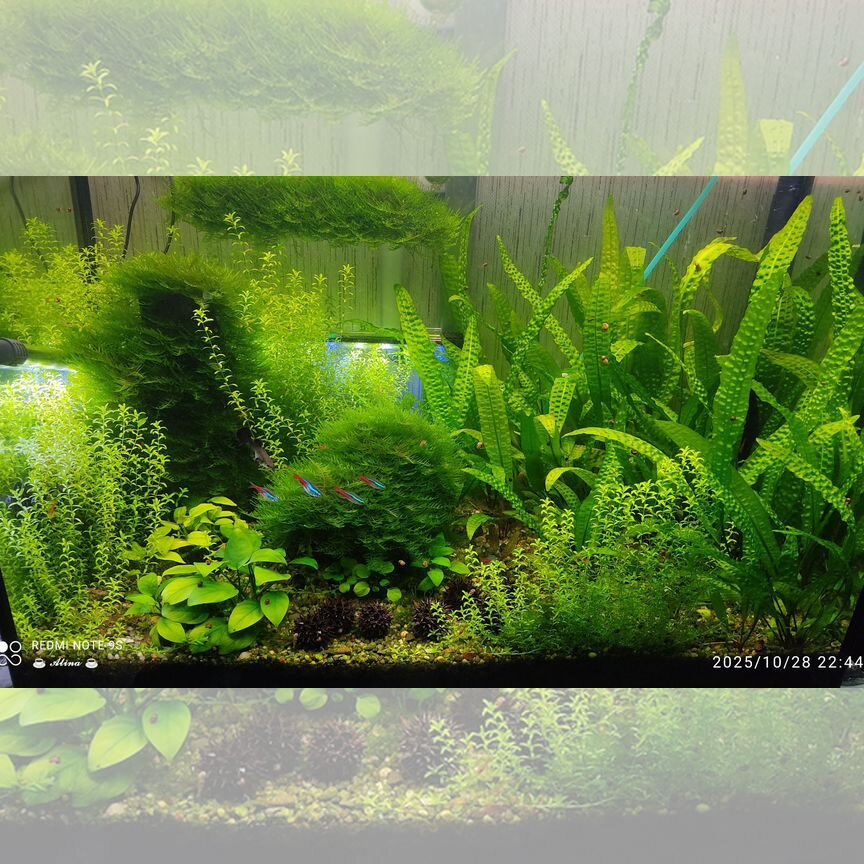 Криптокорина апоногетонолистная