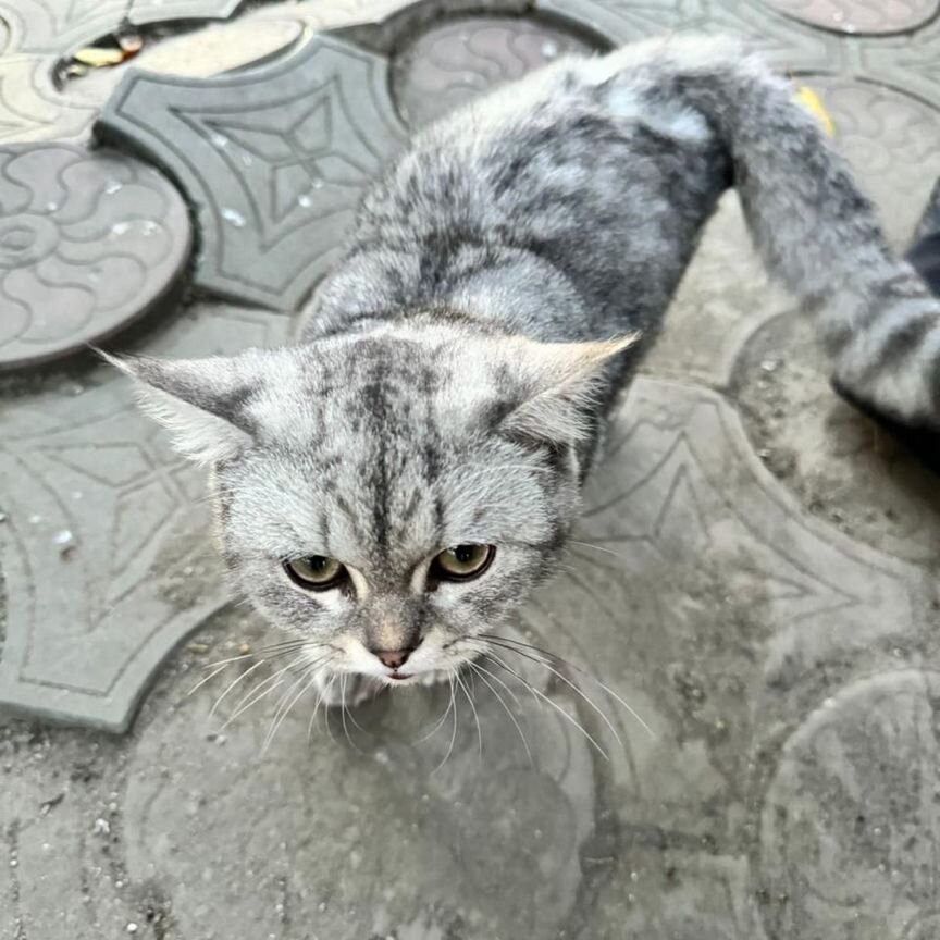 Британского кота выгнали из дома
