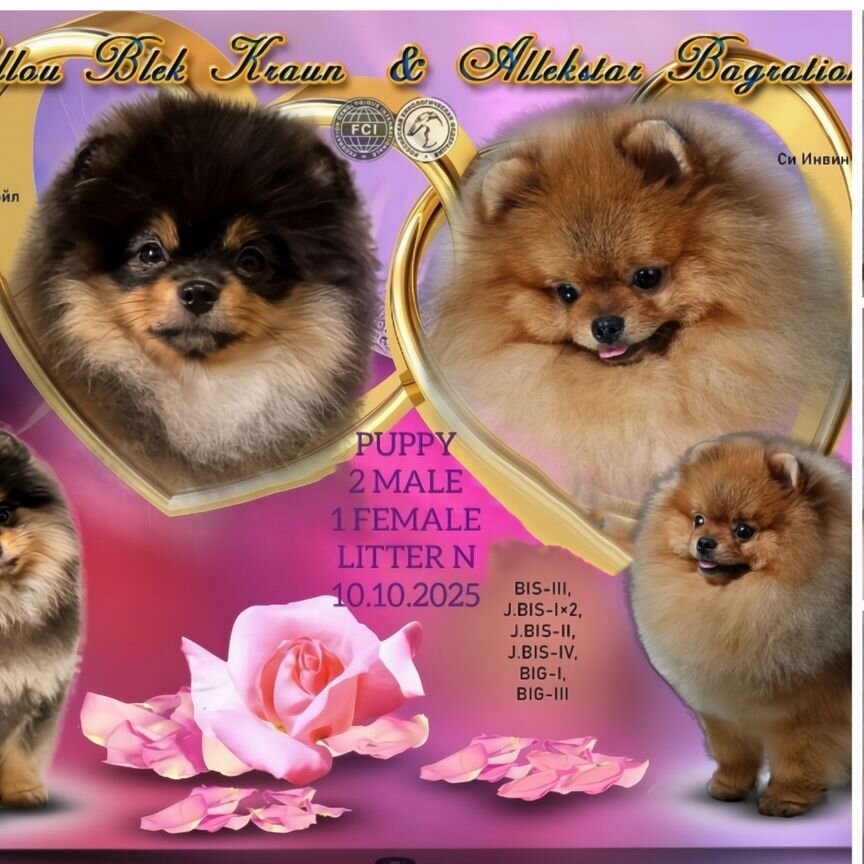 Померанский шпиц, щенок