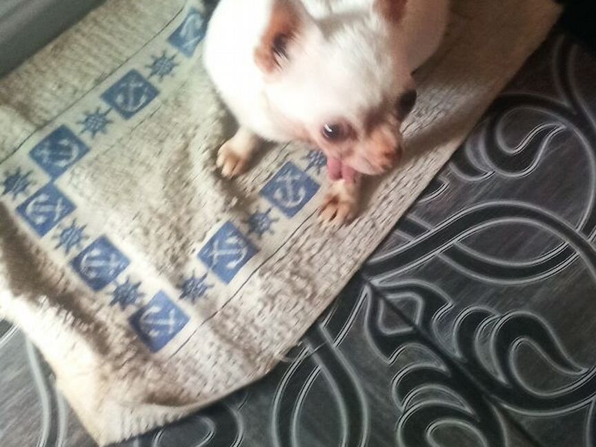 Нашли маленькую собачку,ищем хозяина