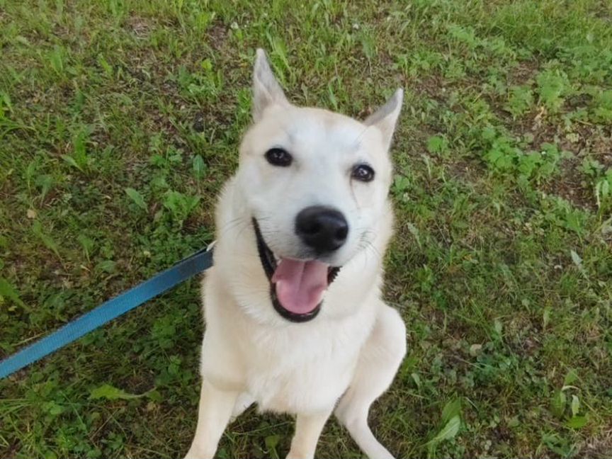 Отдам в добрые руки, Сибирского Лайчонка