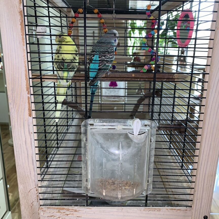 Волнистый попугай