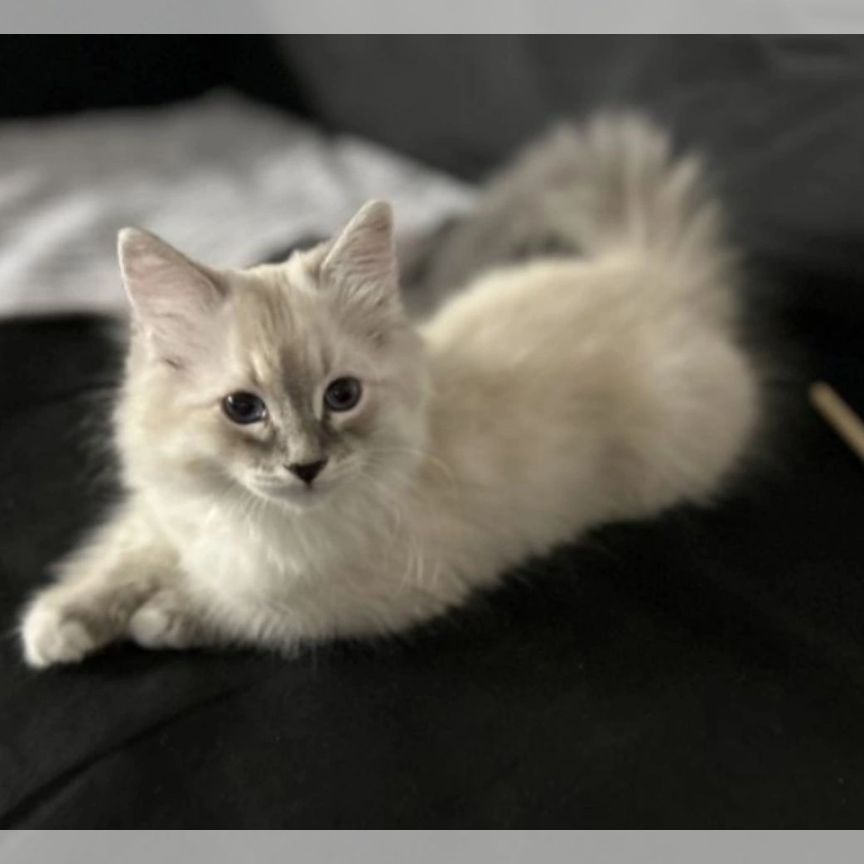 Невский маскарадный котёнок