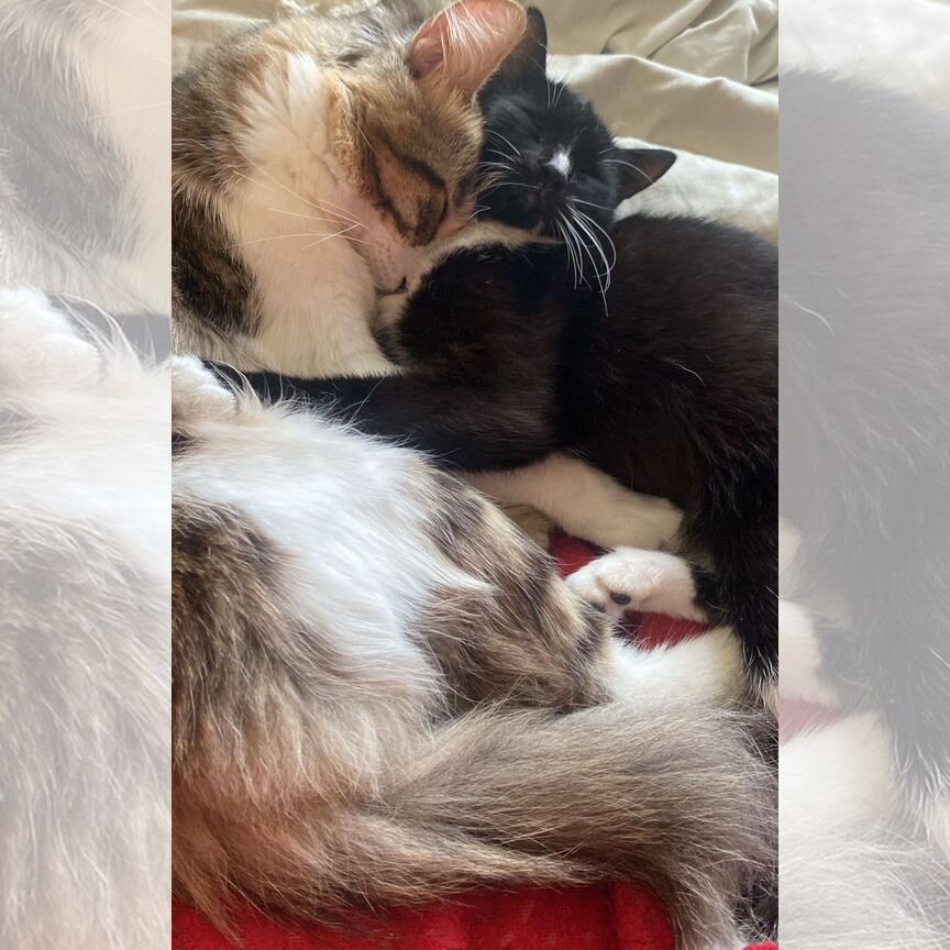 Коты в добрые руки бесплатно