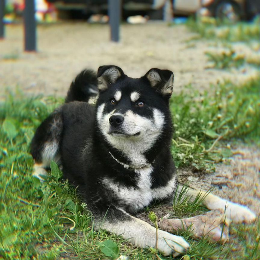 Ищет дом красавица Пуля