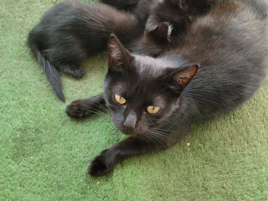 Бомбейская кошка