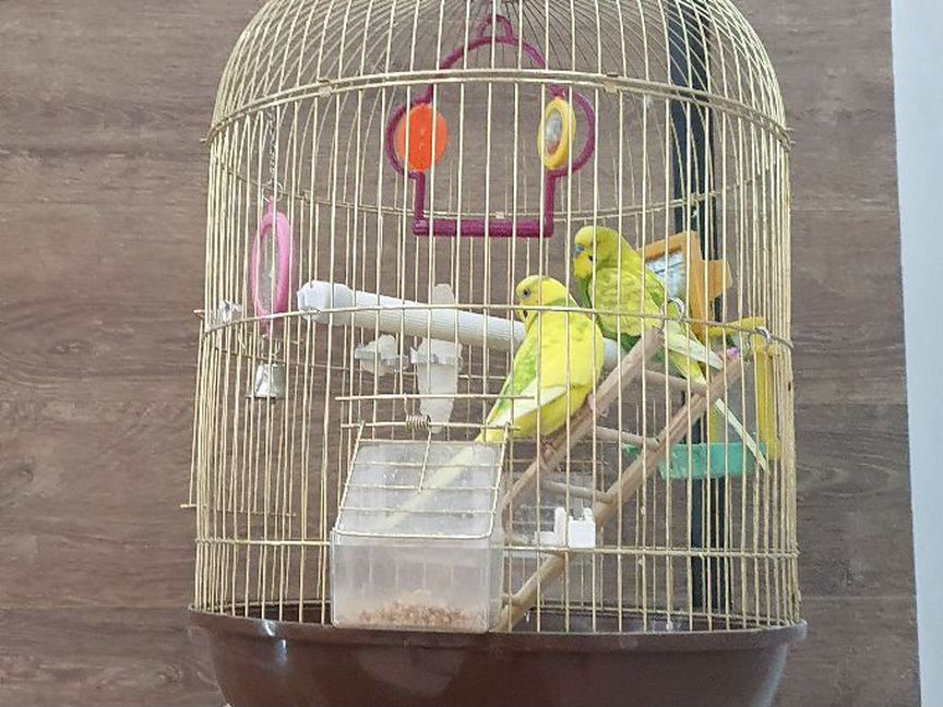 Отдам. Попугаи с клеткой