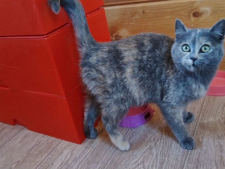 Котенок в добрые руки