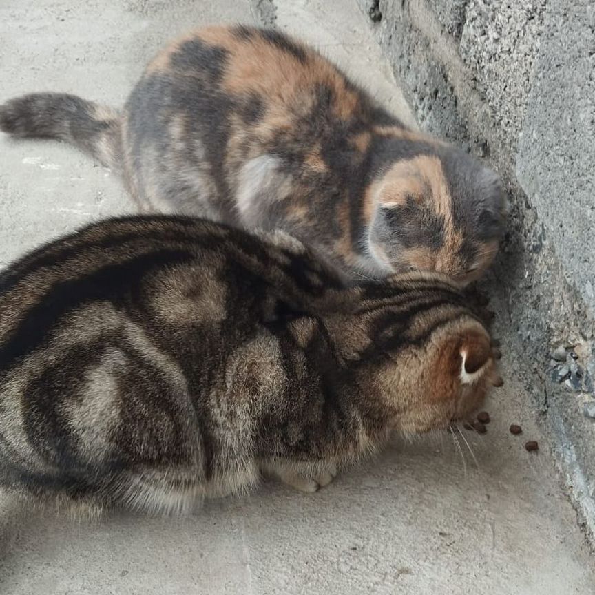 Кошечка