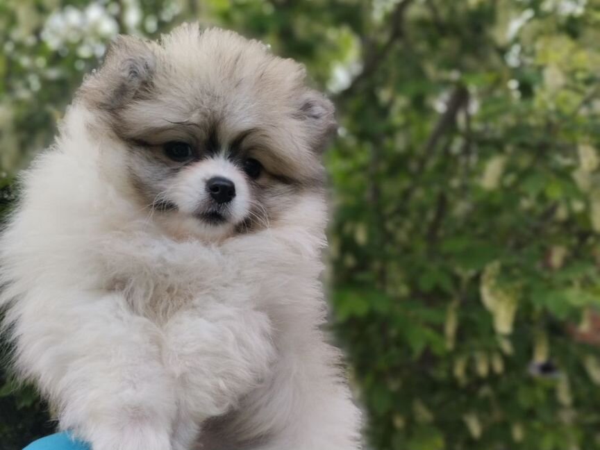 Щенок шпица