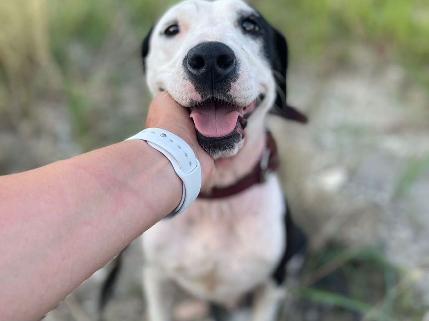 Собака в добрые руки отдам бесплатно