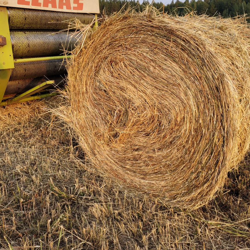 Солома ячменная в рулонах