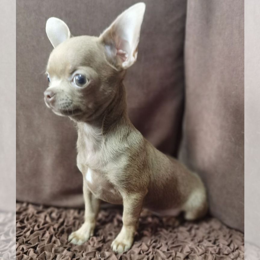 Чихуахуа, щенок